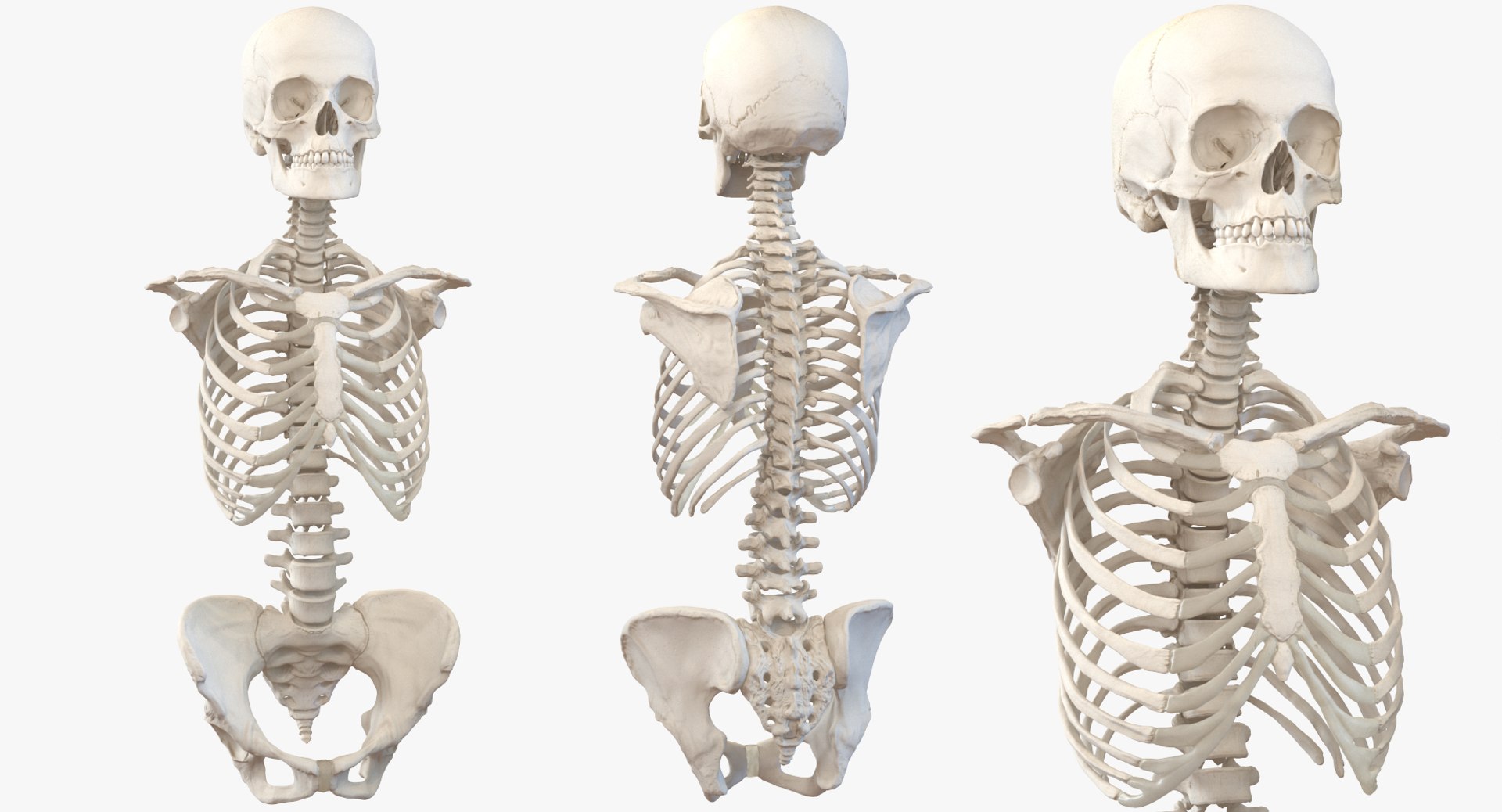 3D Human Female Torso Skeleton Model - TurboSquid 1214474