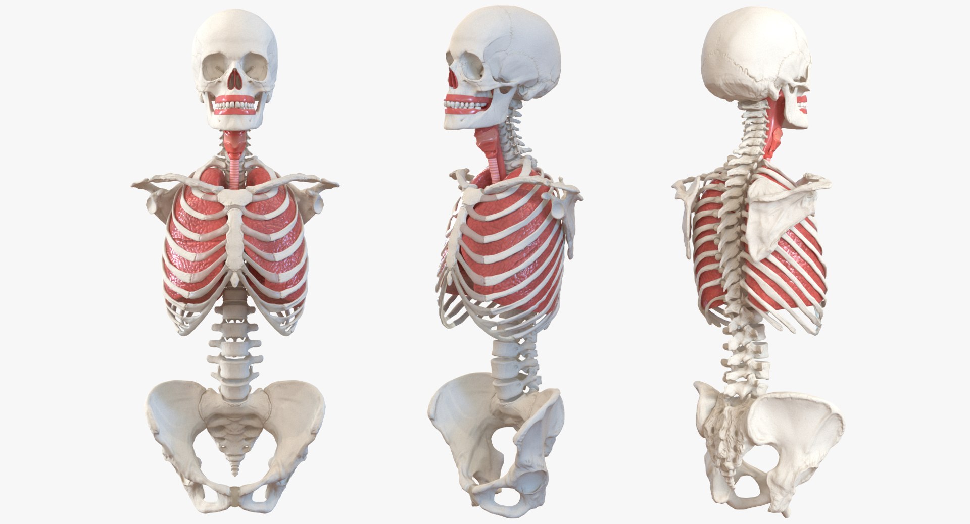 3D Human Female Torso Skeleton Model - TurboSquid 1214474