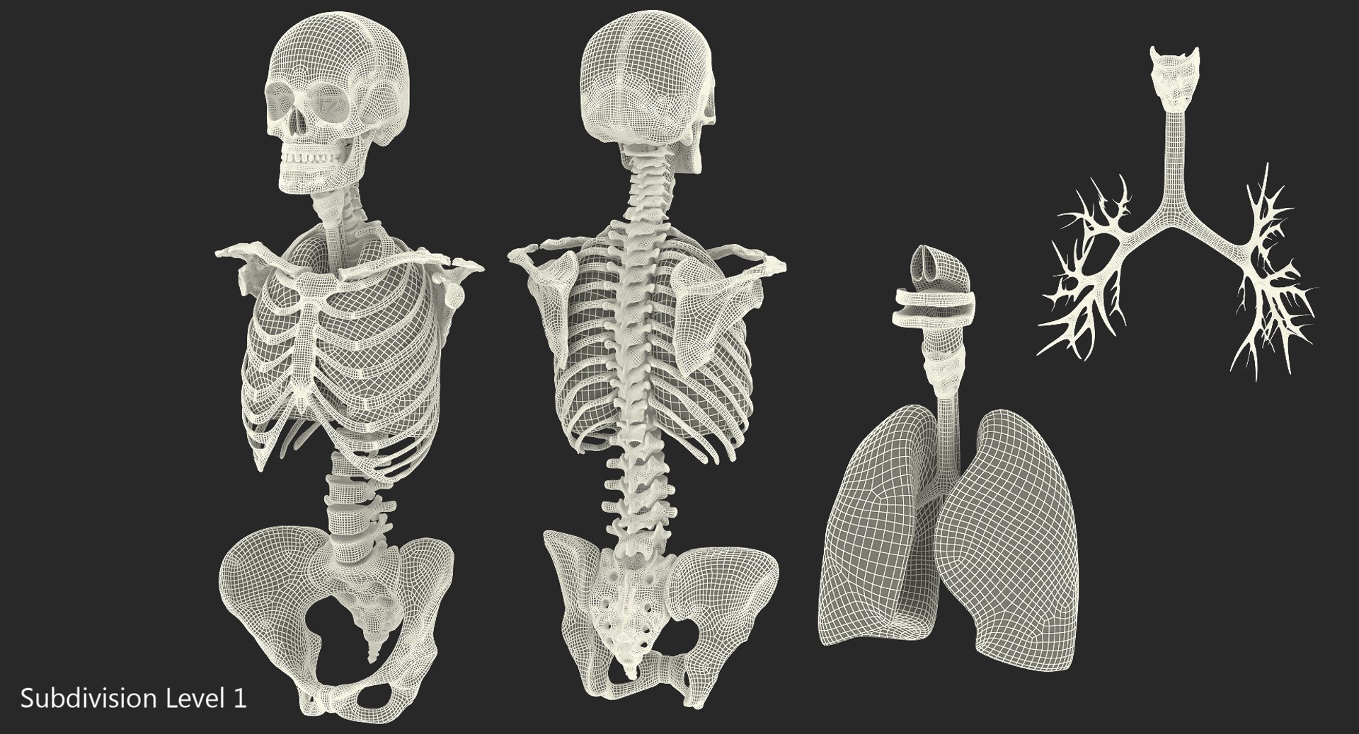 3D Human Female Torso Skeleton Model - TurboSquid 1214474