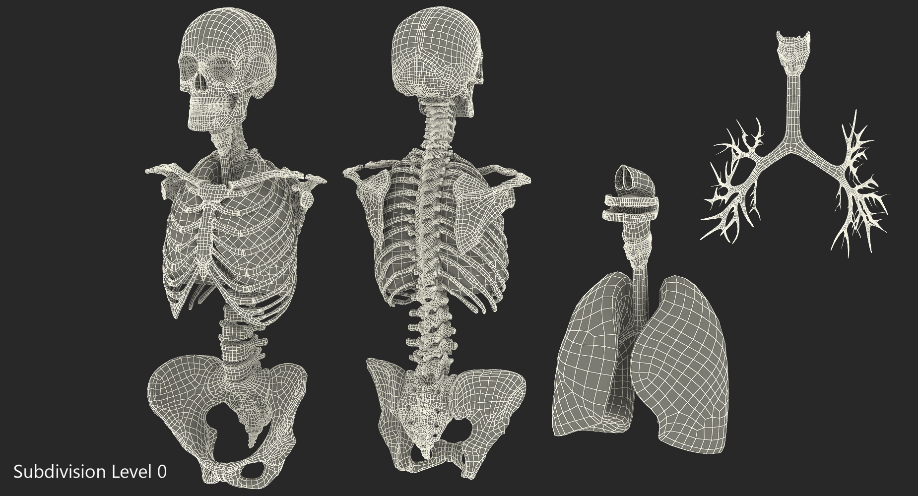 3D human female torso skeleton model - TurboSquid 1214474