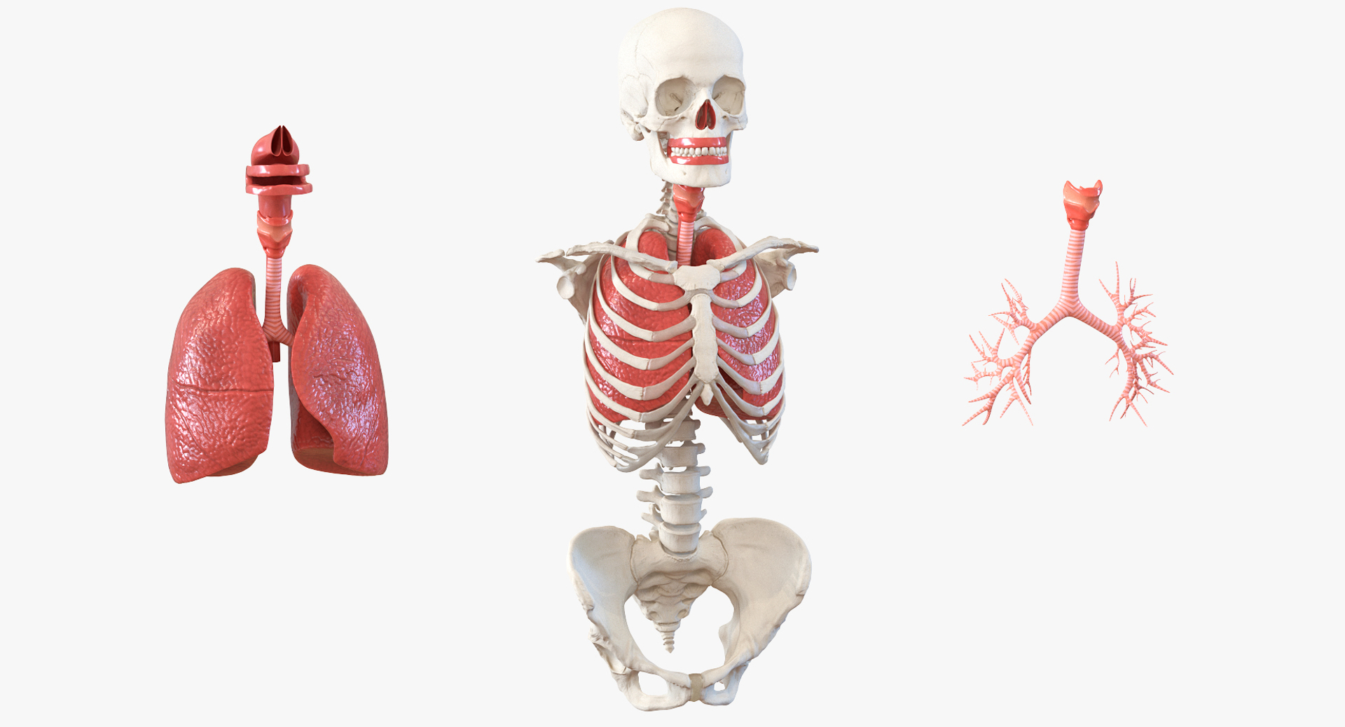 3D Human Female Torso Skeleton Model - TurboSquid 1214474