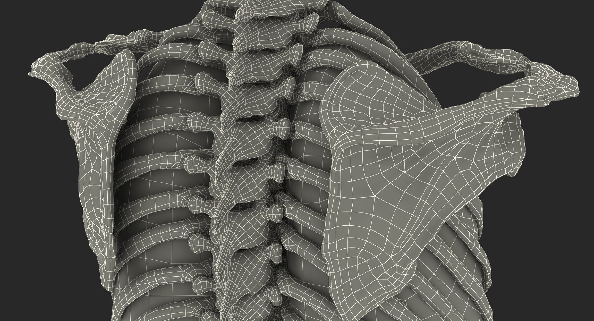 3D Human Female Torso Skeleton Model - TurboSquid 1214474