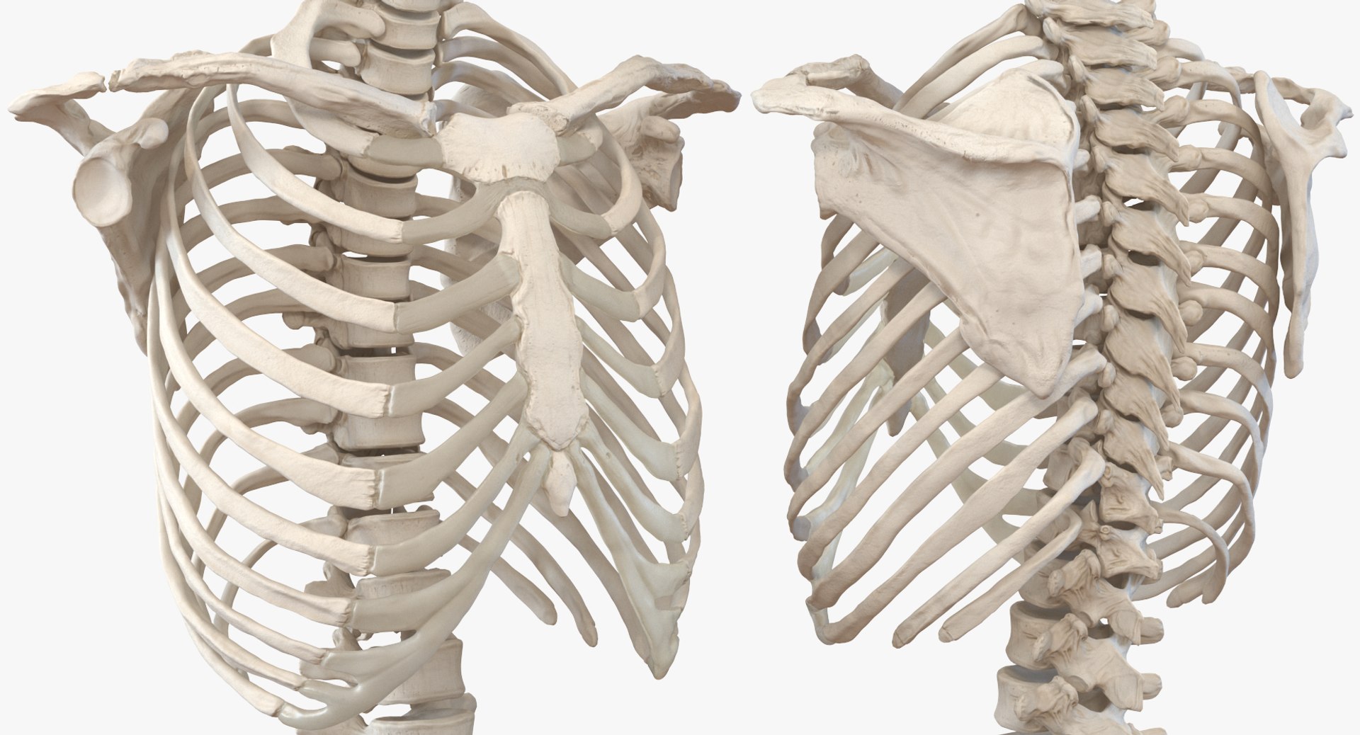 3D Human Female Torso Skeleton Model - TurboSquid 1214474