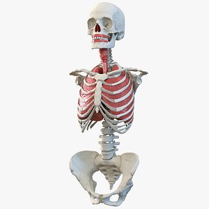 3D Trachea Models - Browse & Download Formats - TurboSquid