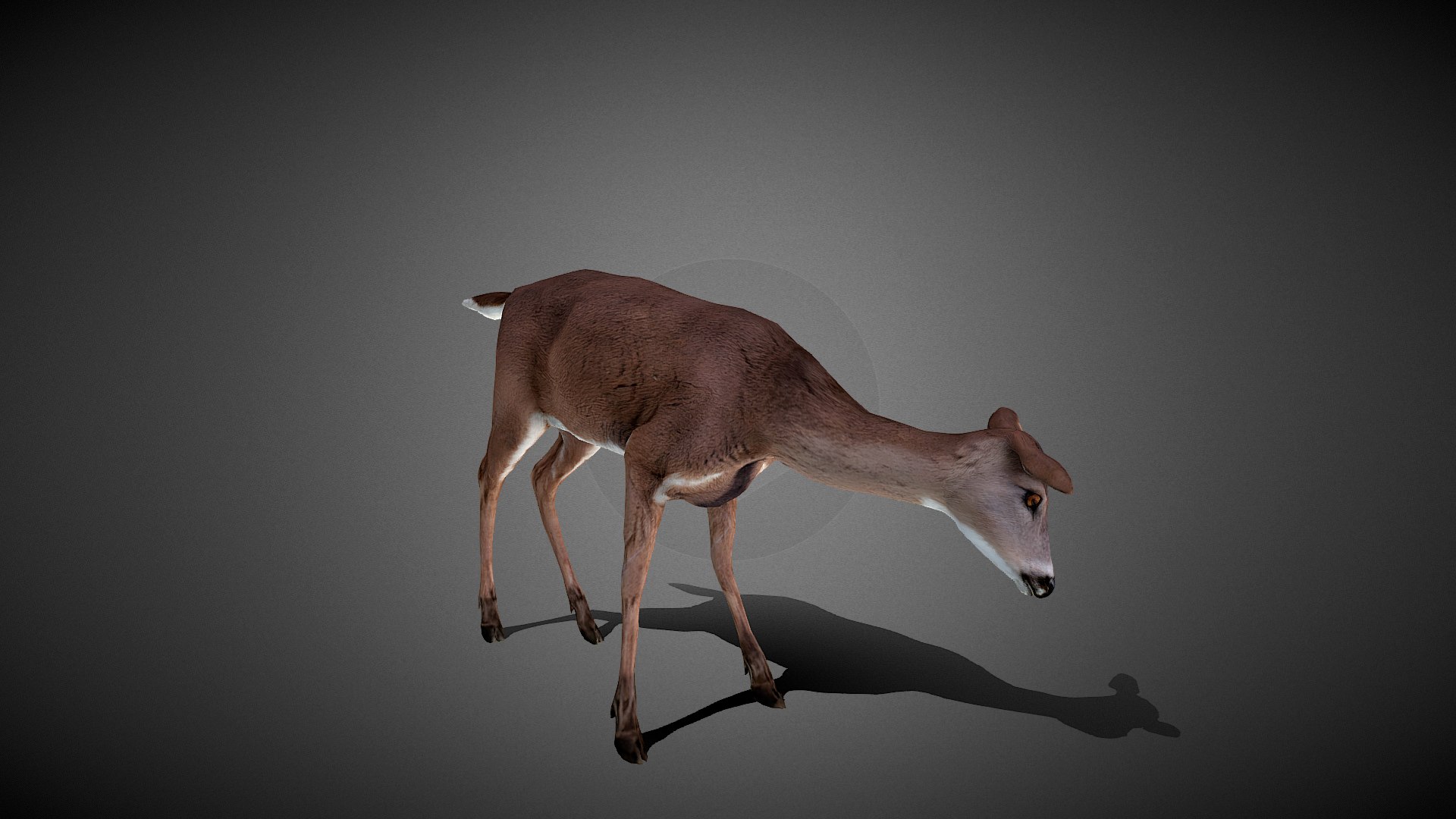 3D Animated Doe 3D Model - TurboSquid 2385841