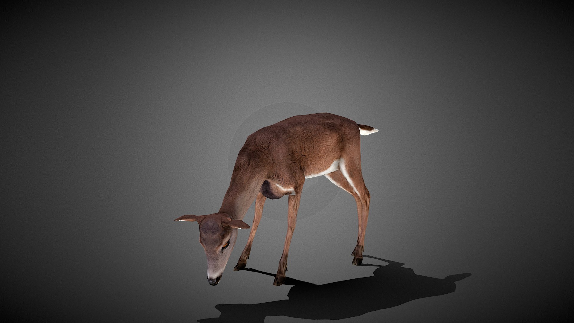 3D Animated Doe 3D Model - TurboSquid 2385841