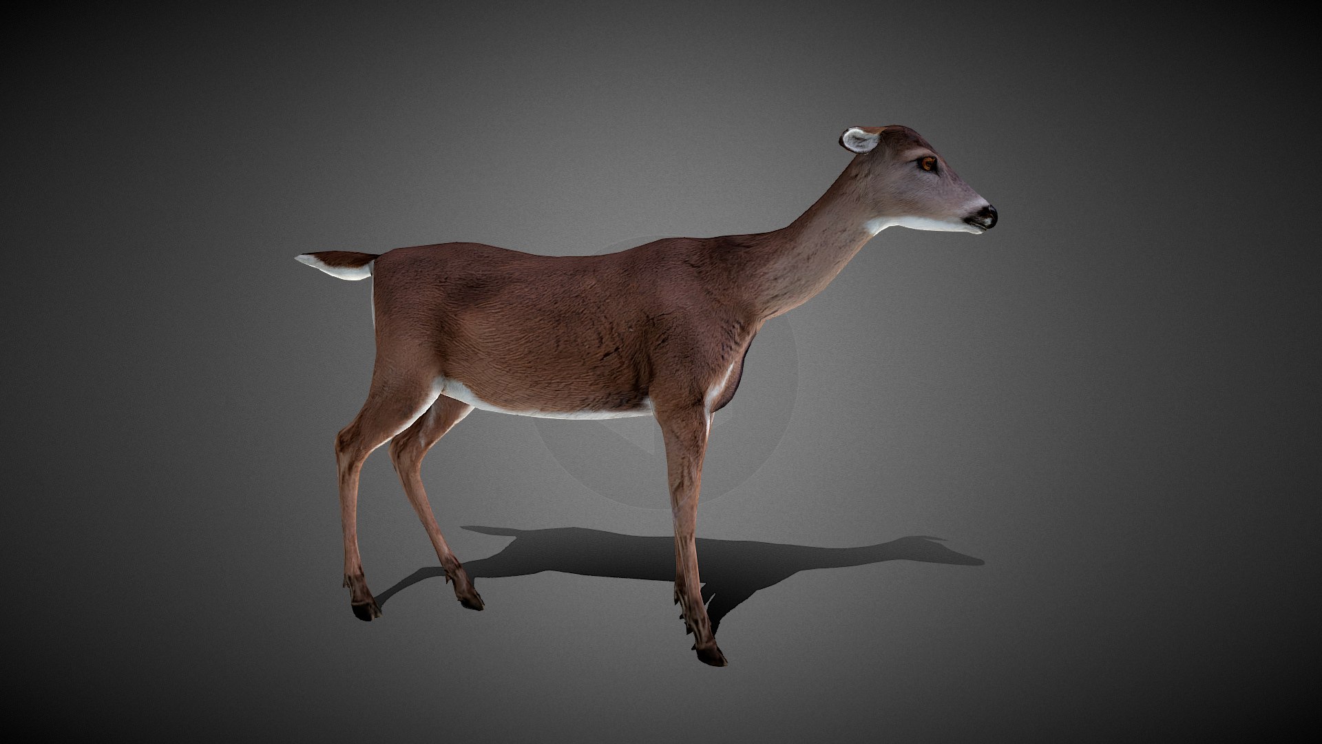 3D Animated Doe 3D Model - TurboSquid 2385841