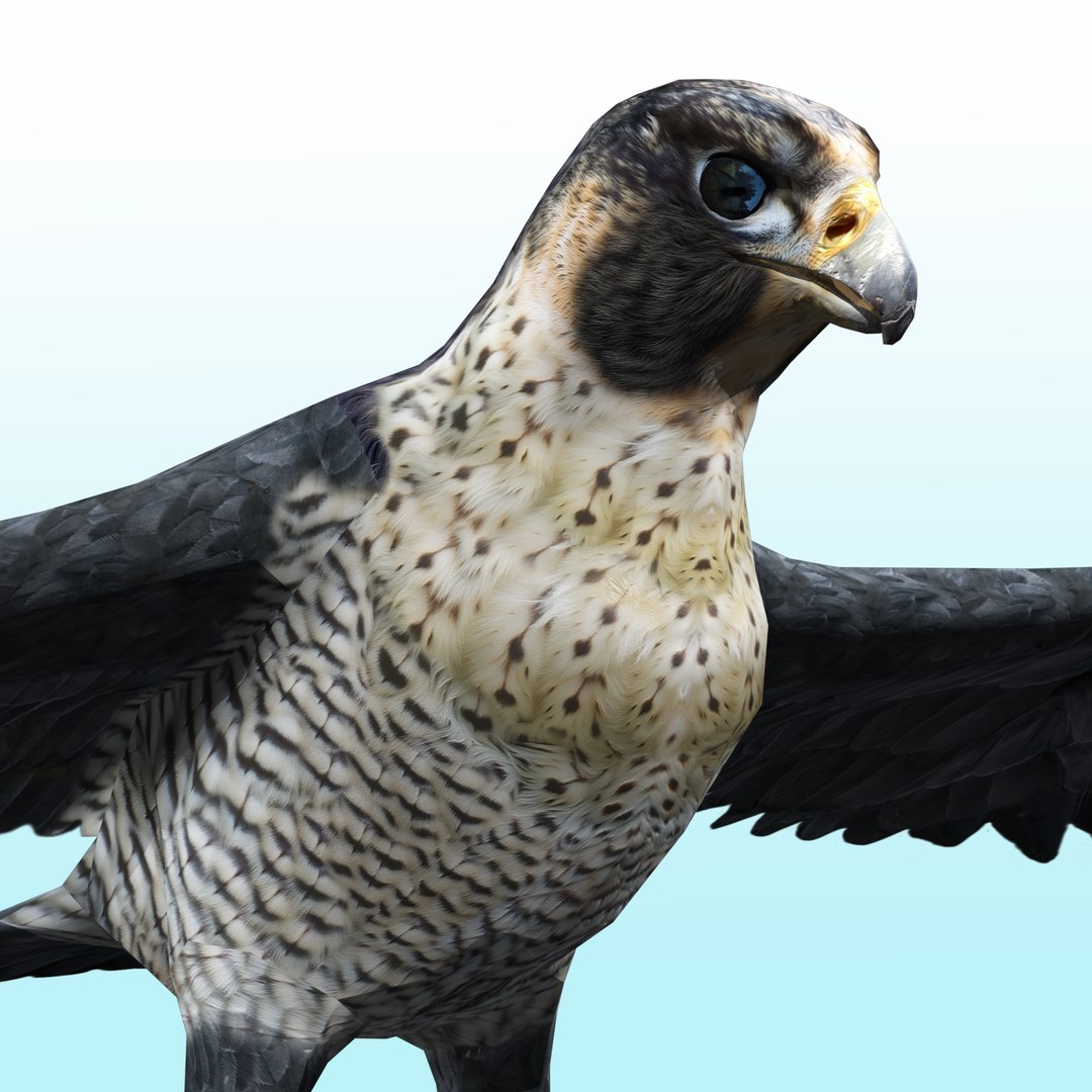 3D Falcon Bird - TurboSquid 2300584