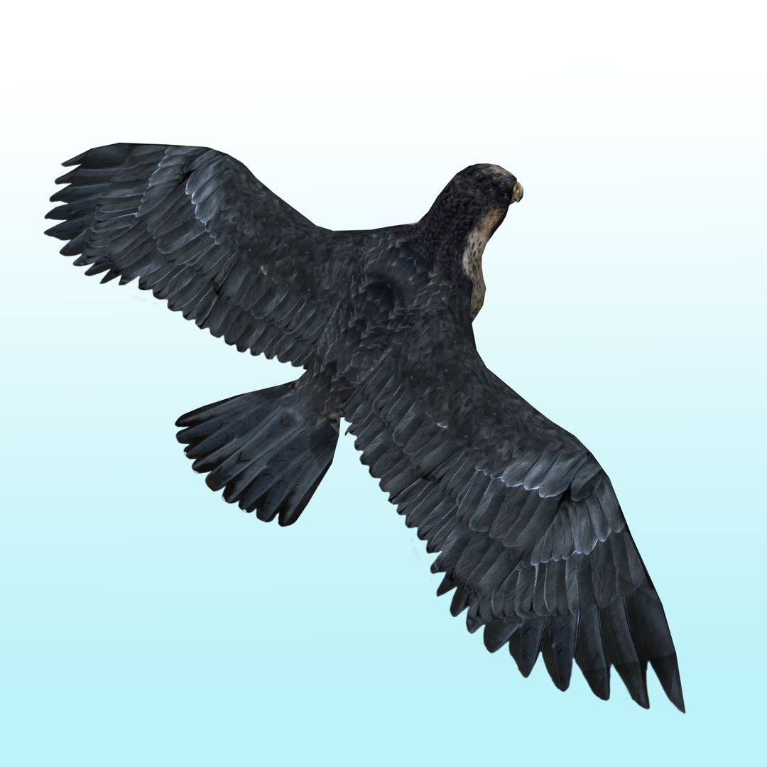 3D Falcon Bird - TurboSquid 2300584