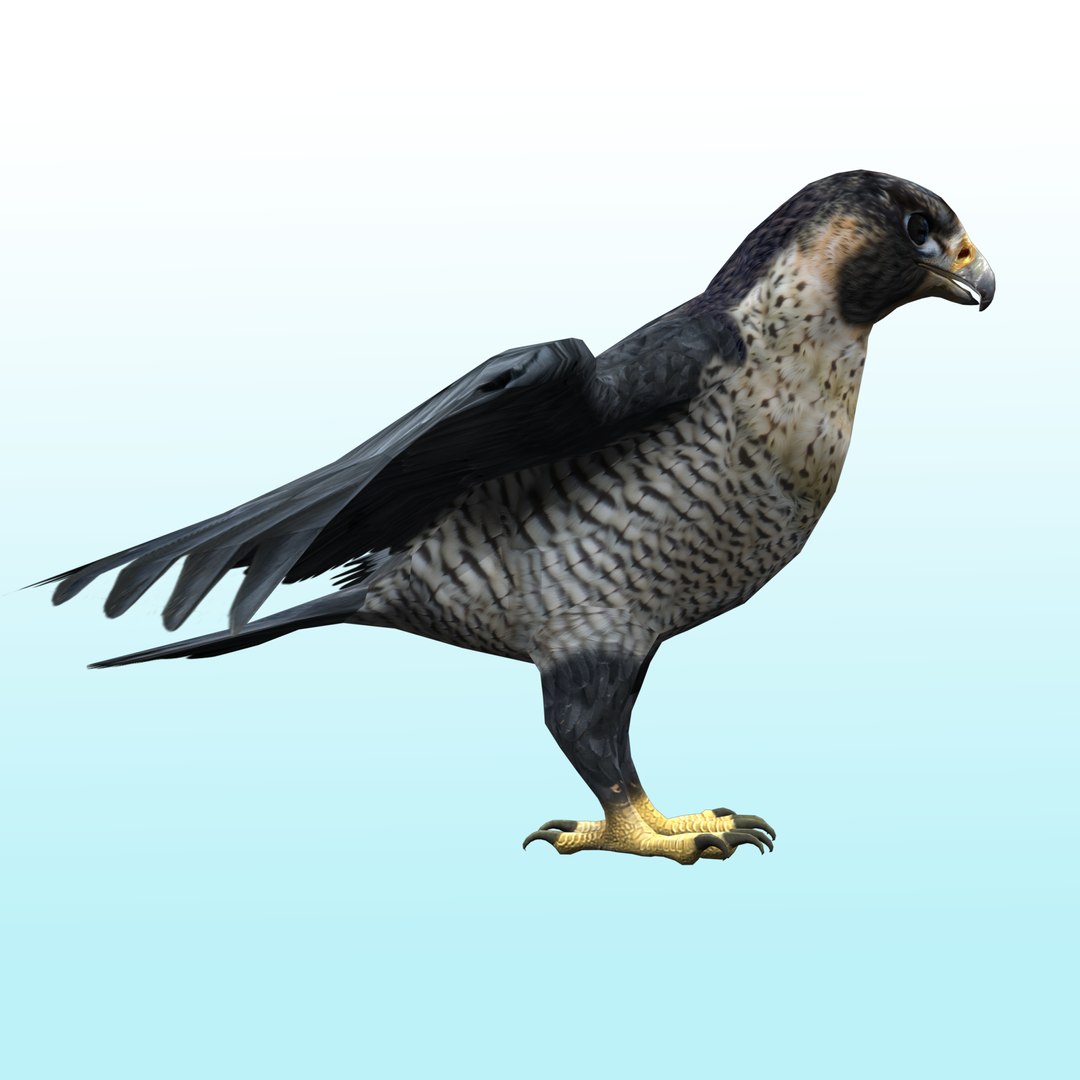 3D Falcon Bird - TurboSquid 2300584