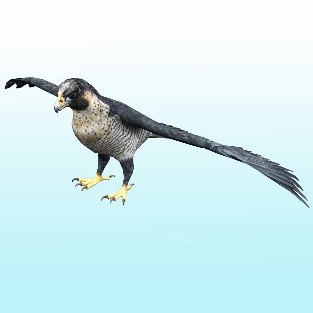 3D Falcon Bird - TurboSquid 2300584