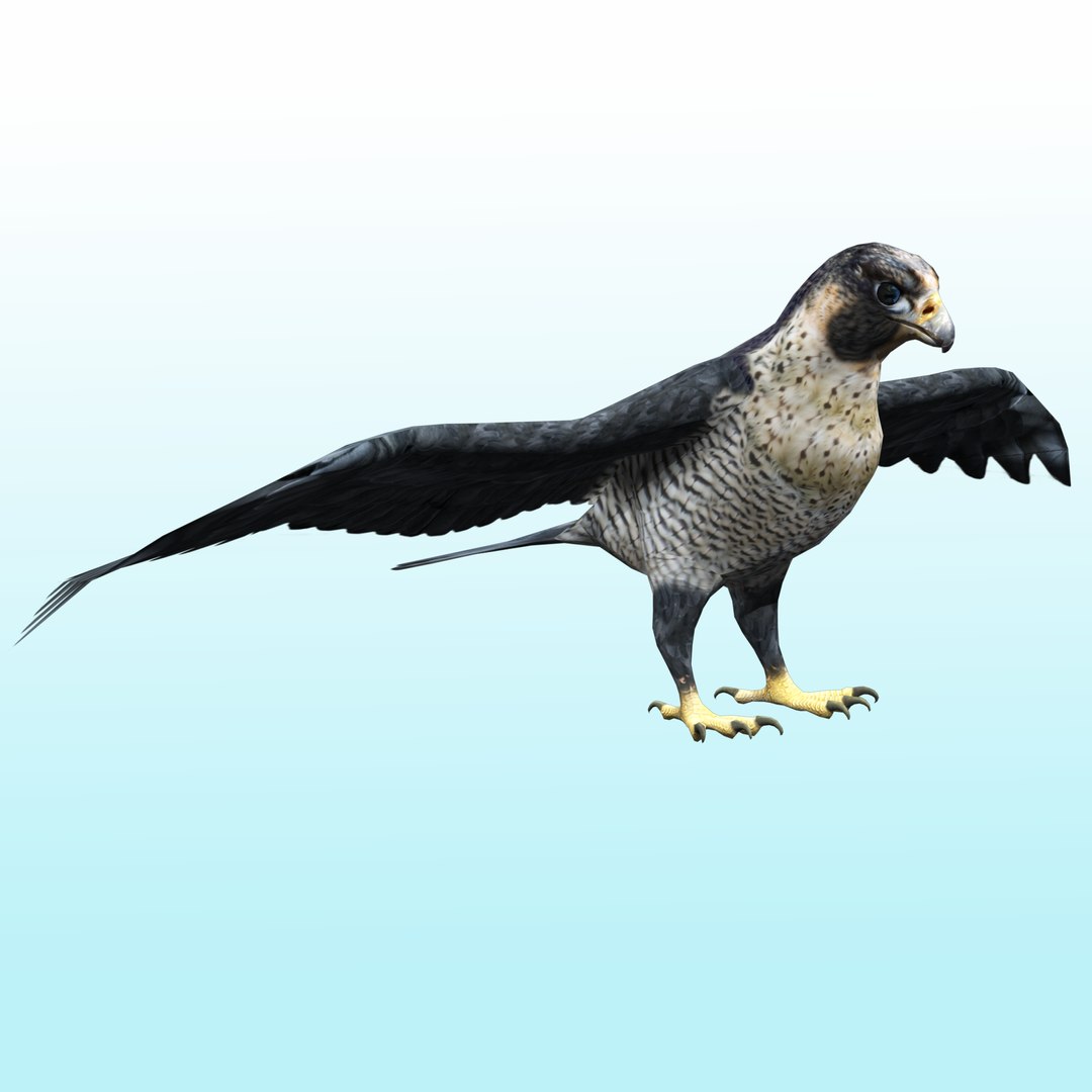 3D Falcon Bird - TurboSquid 2300584