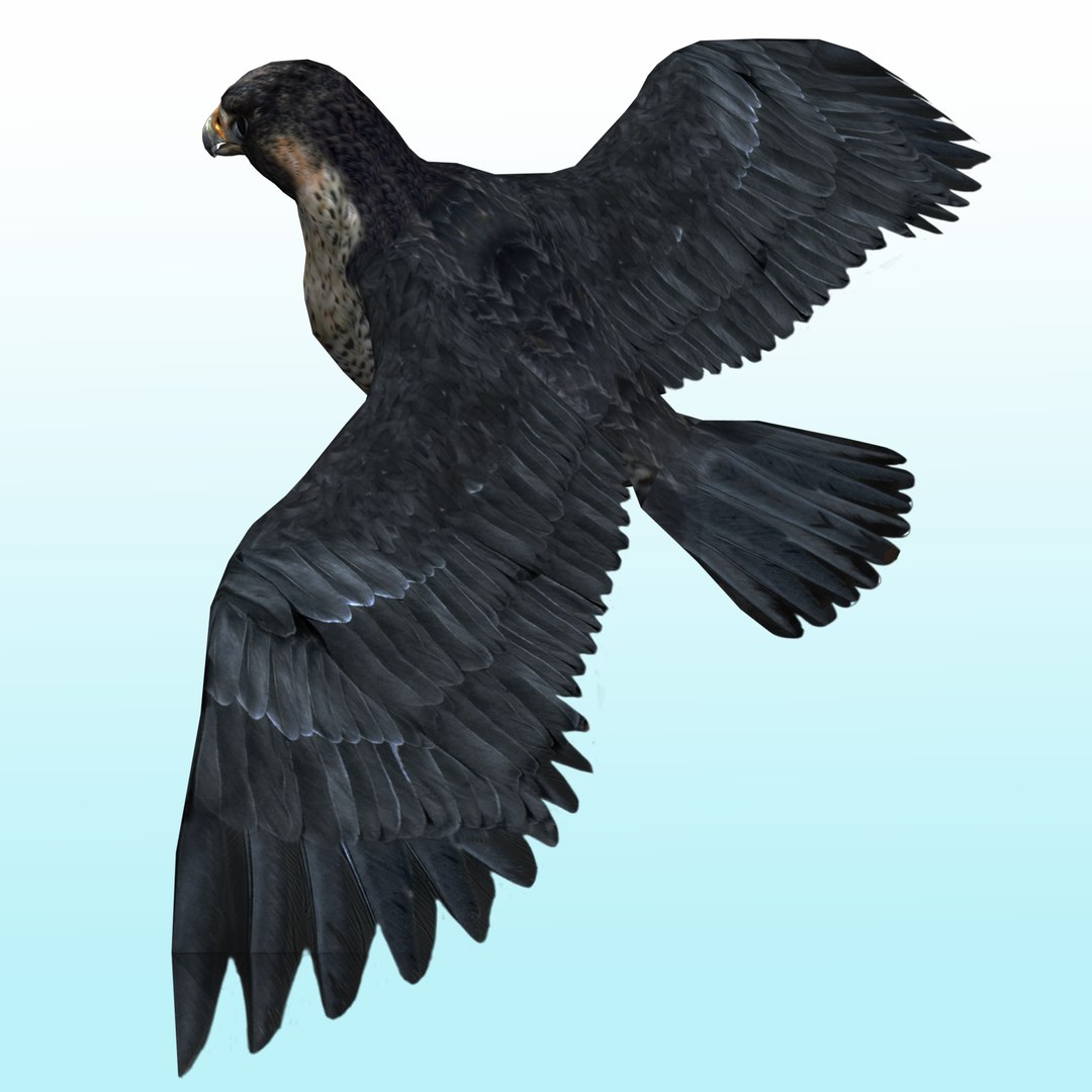 3D Falcon Bird - TurboSquid 2300584