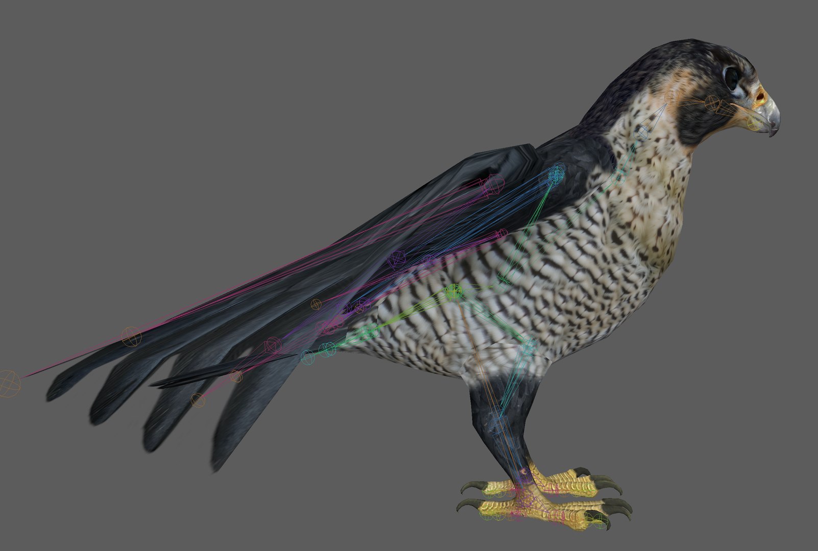 3D Falcon Bird - TurboSquid 2300584