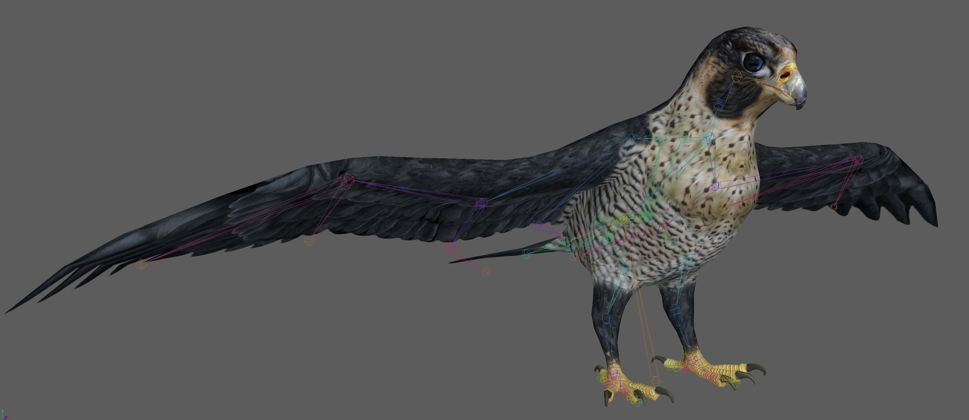 3D Falcon Bird - TurboSquid 2300584