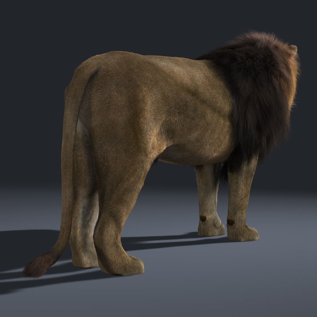 Lion Fur Animation Ma