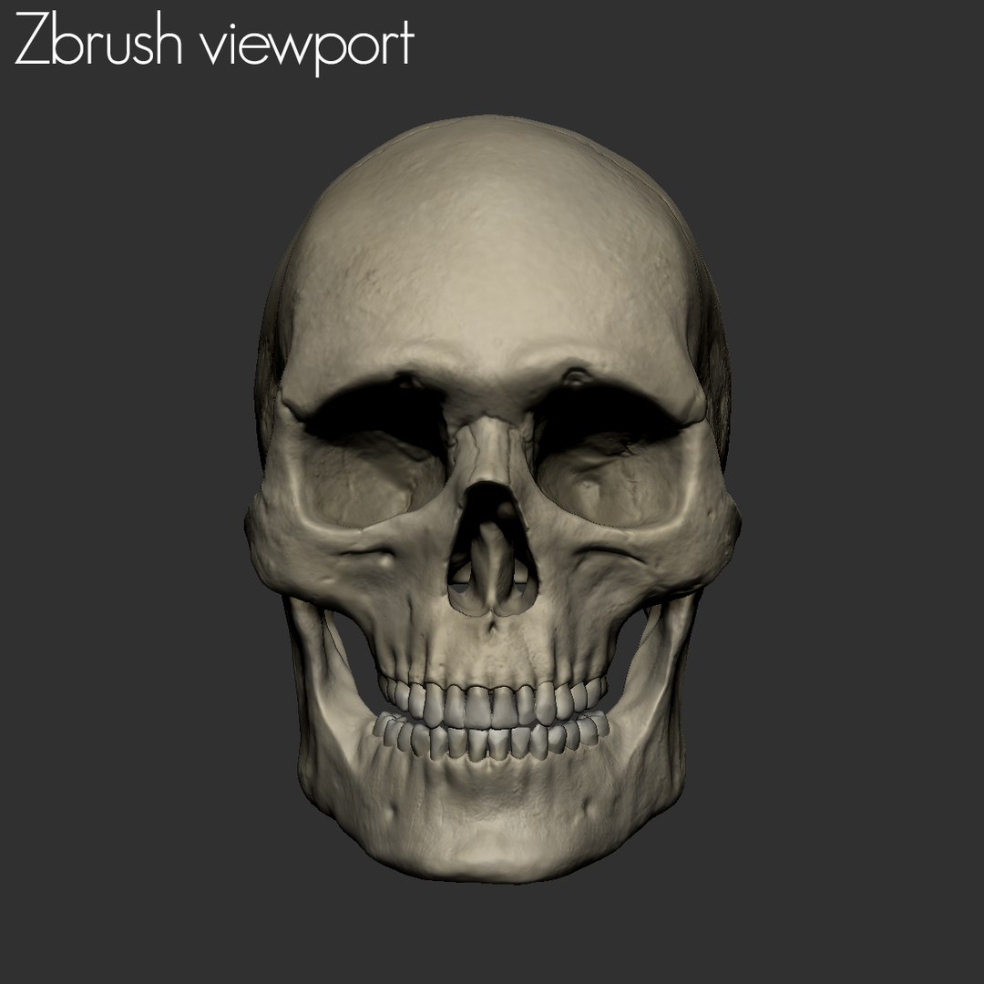 Caucasoid Male Skull 3d Max
