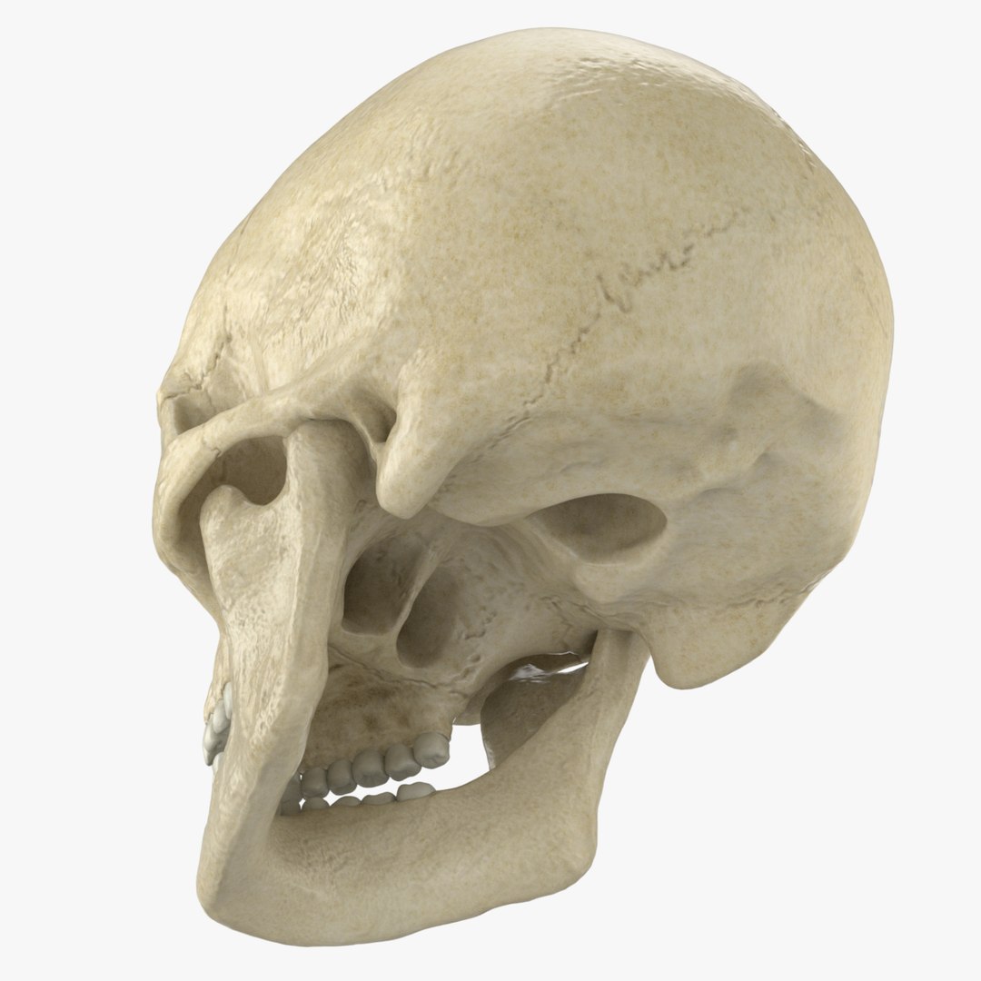Caucasoid Male Skull 3d Max