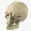 Caucasoid Male Skull 3d Max