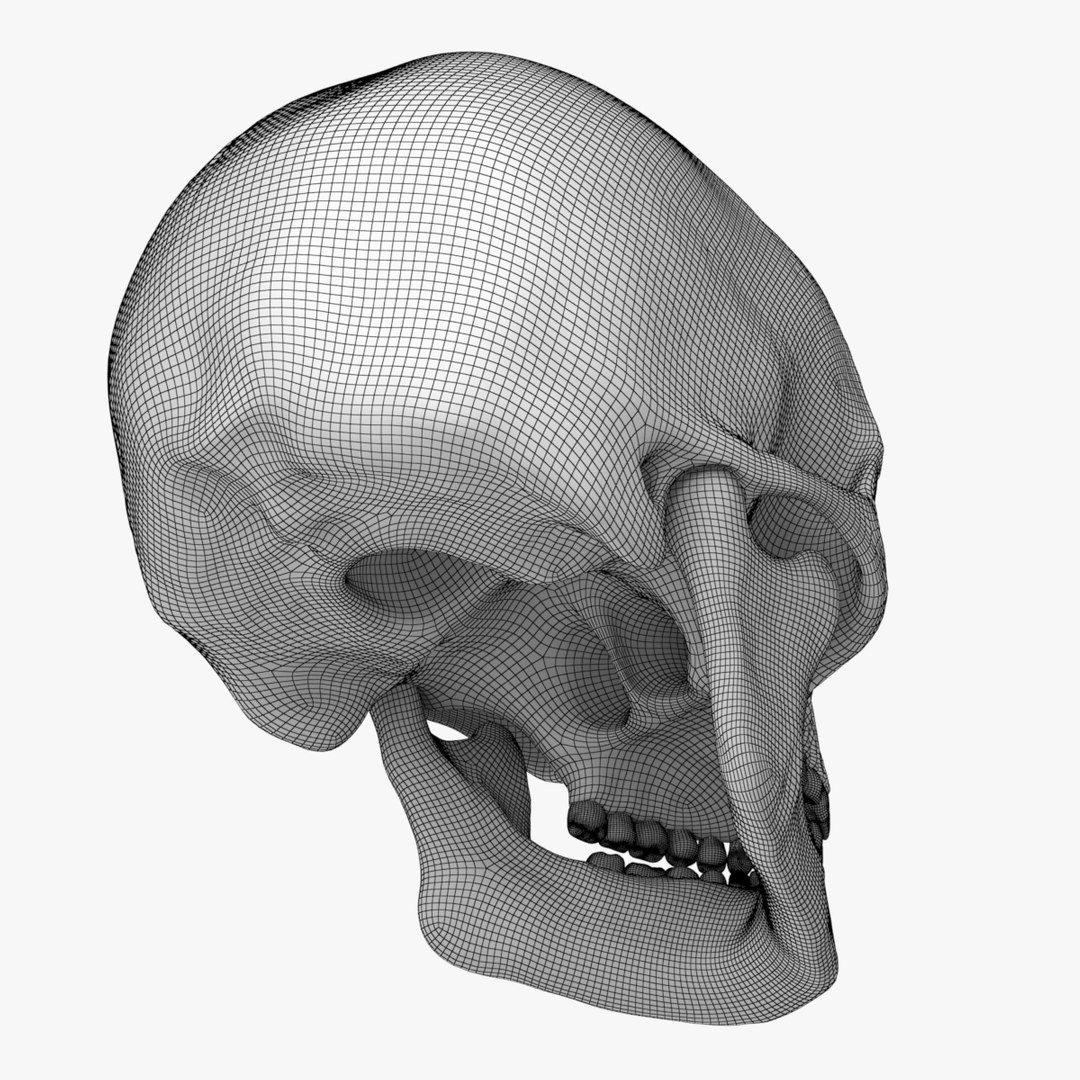 Caucasoid Male Skull 3d Max