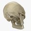 Caucasoid Male Skull 3d Max