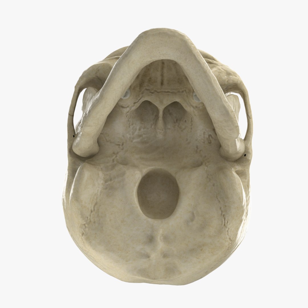 Caucasoid Male Skull 3d Max