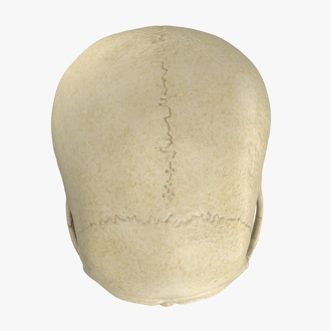 Caucasoid Male Skull 3d Max