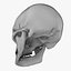 Caucasoid Male Skull 3d Max