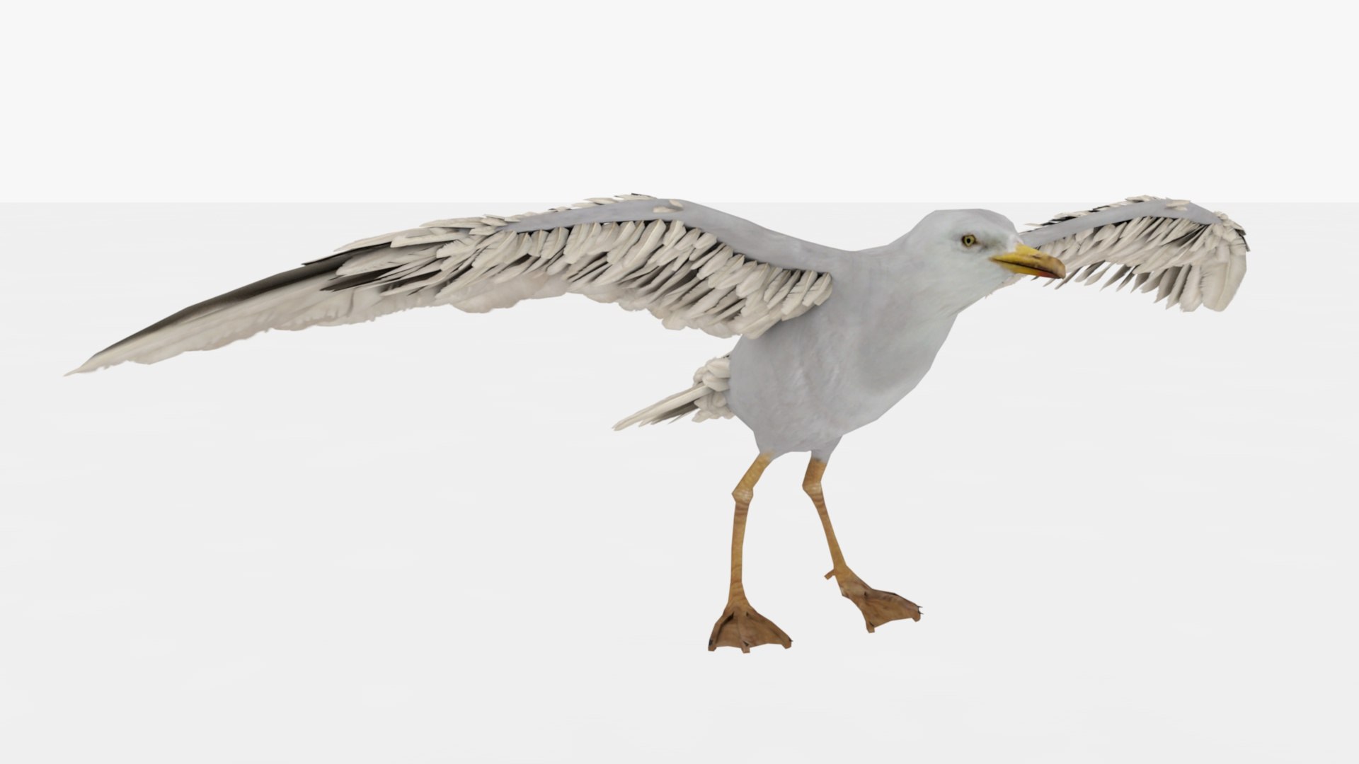 3D Seagull Rigged And Animated - TurboSquid 2348762
