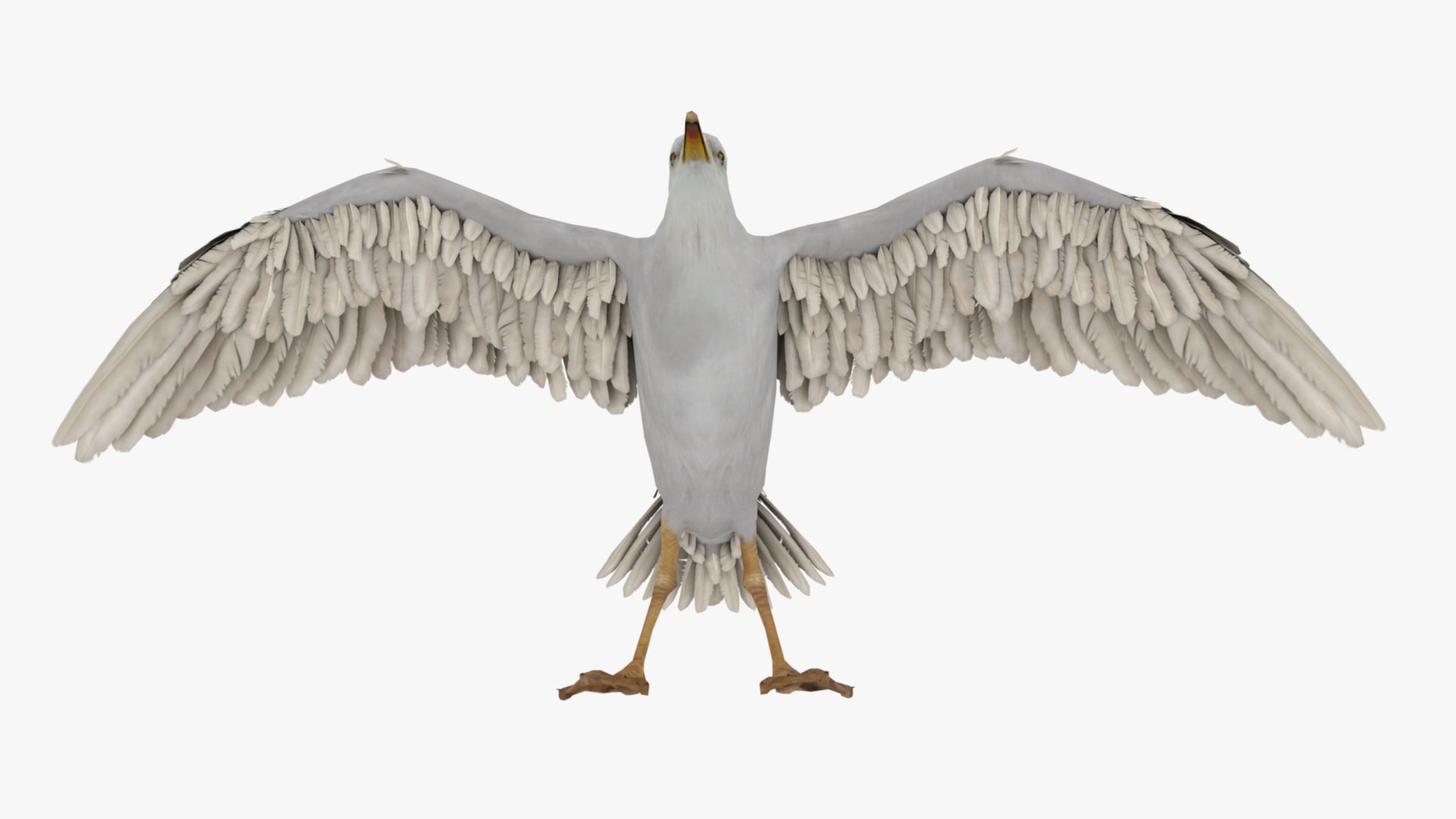 3D Seagull Rigged And Animated - TurboSquid 2348762