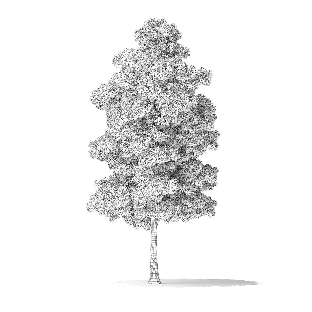 3D Red Alder Tree 7 Model - TurboSquid 1458129