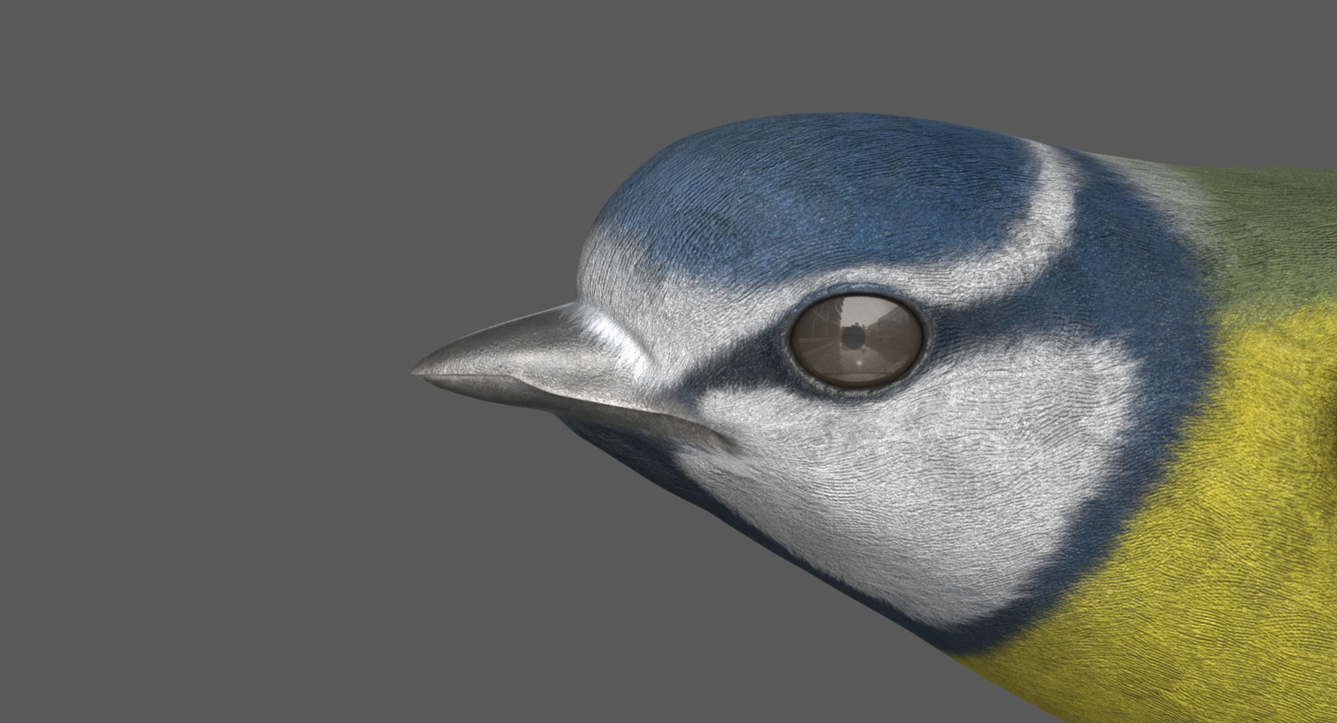 3D Rigged Eurasian Blue Tit Model - TurboSquid 1380344