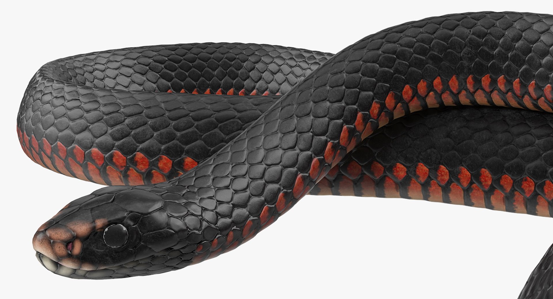 3D coiled black snake - TurboSquid 1393916
