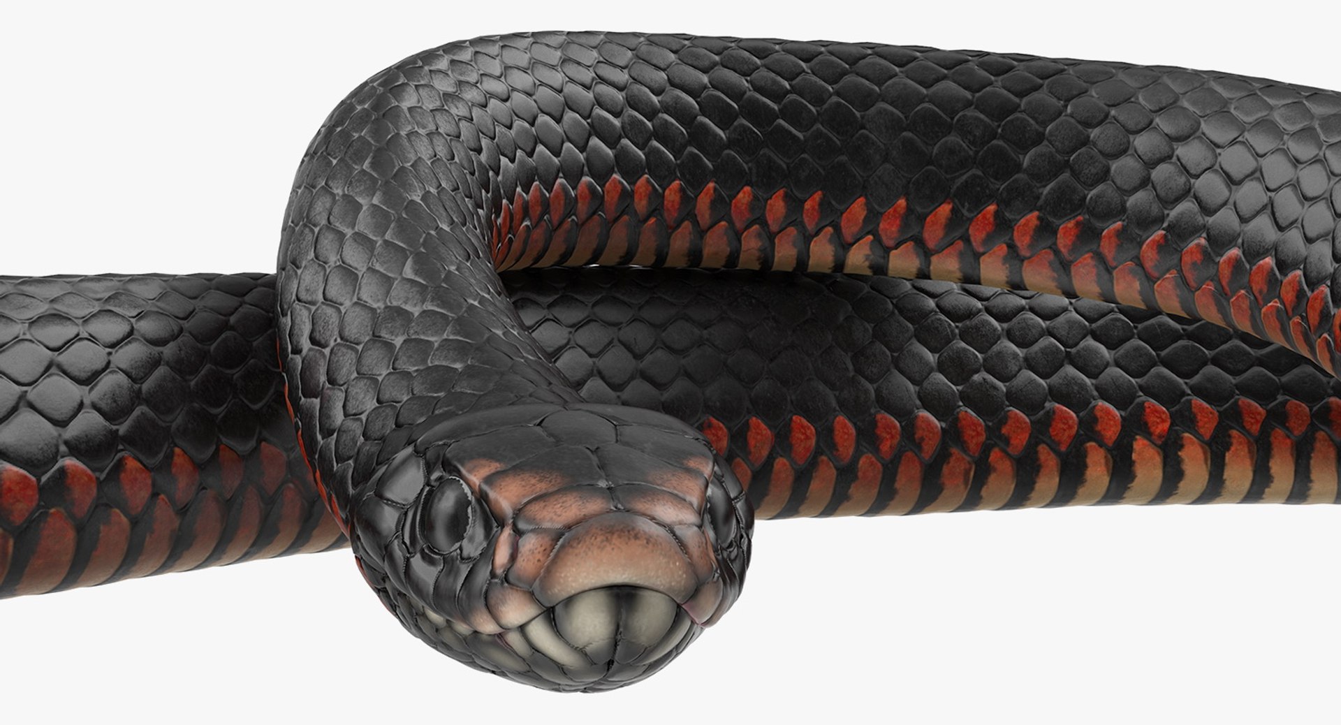 3D coiled black snake - TurboSquid 1393916