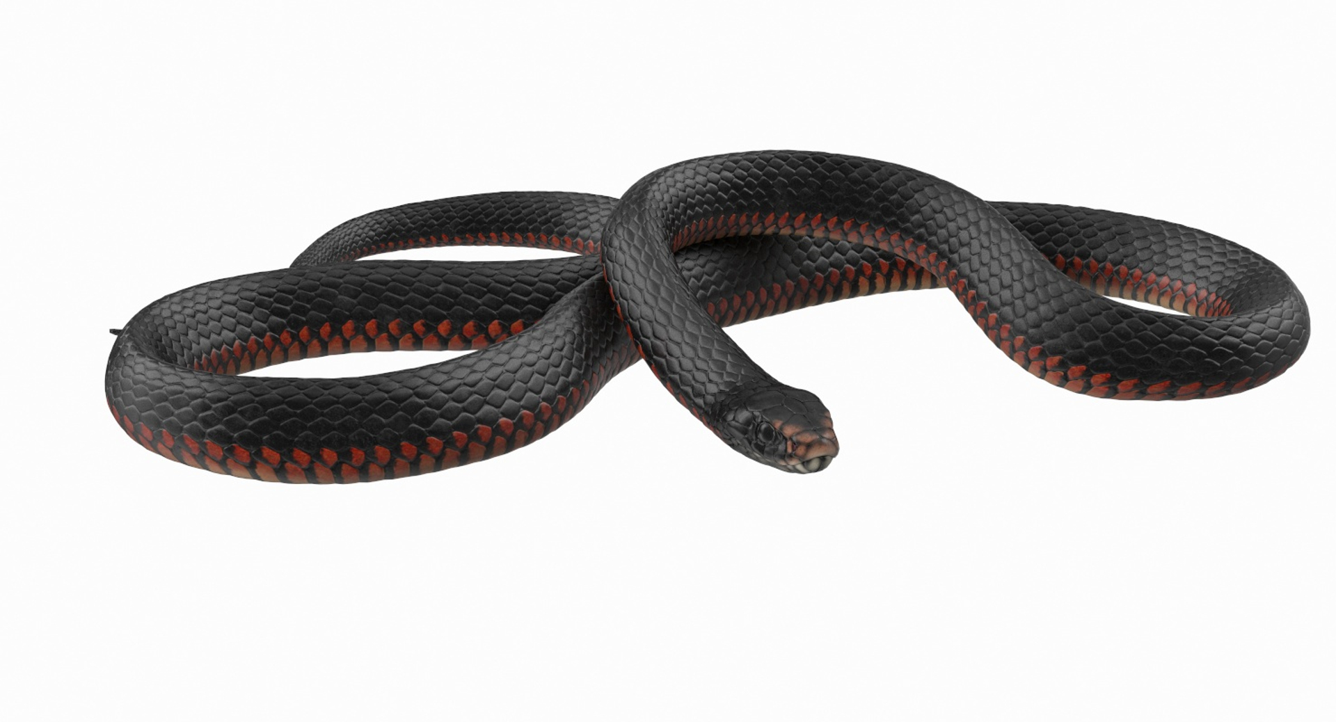 3D Coiled Black Snake - TurboSquid 1393916