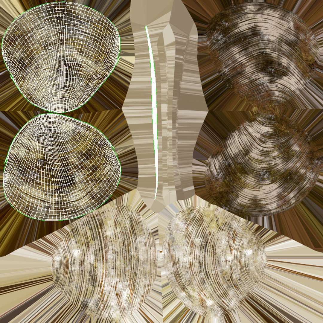 Clam---clam-03 3D Model - TurboSquid 1156147