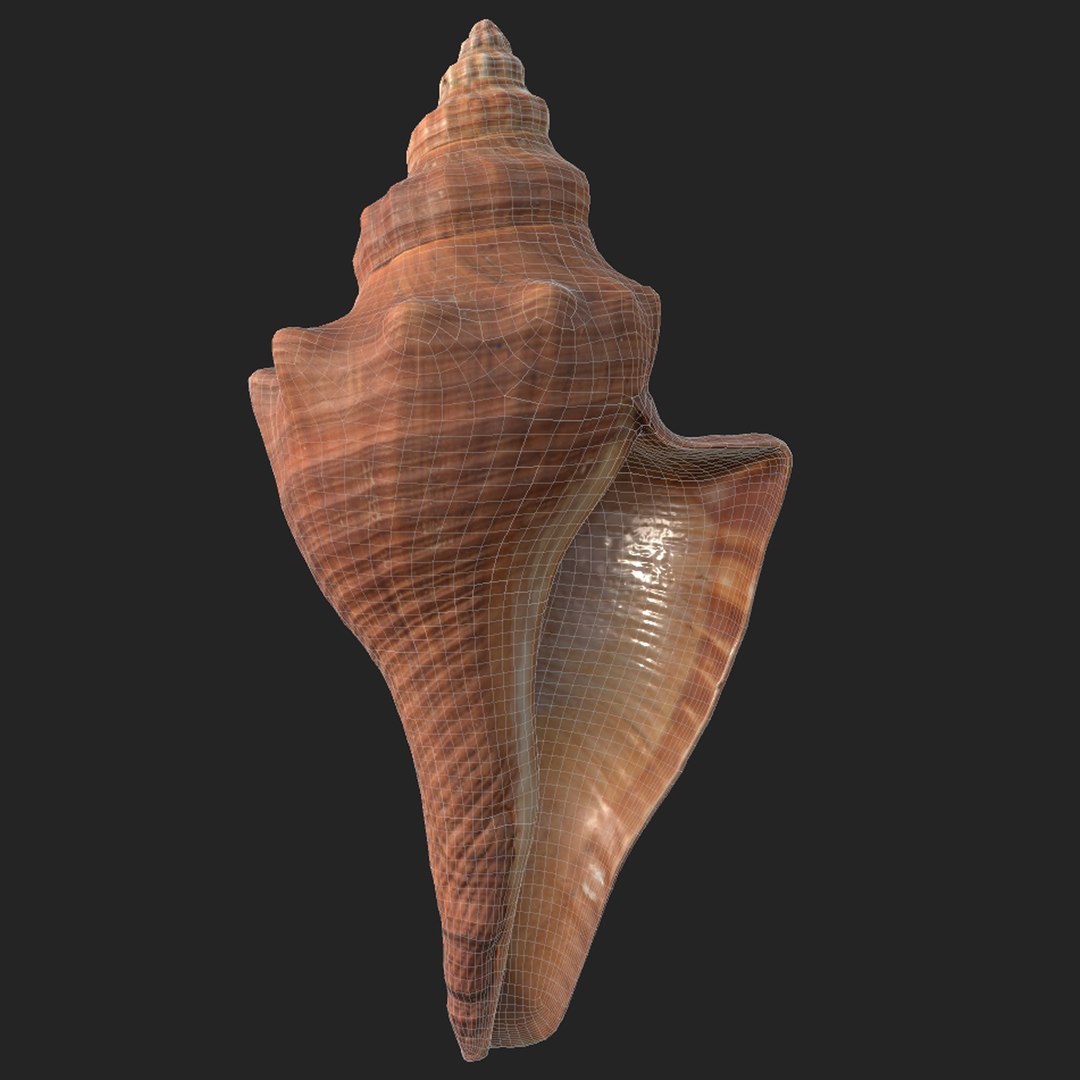 3D Model Brunneifusus Carinifer Sea Shell - TurboSquid 2079058