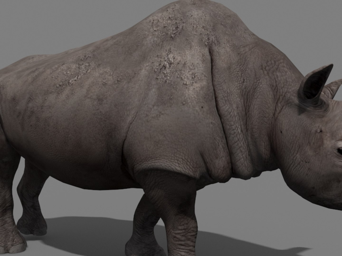 3d Model Rhino Animation