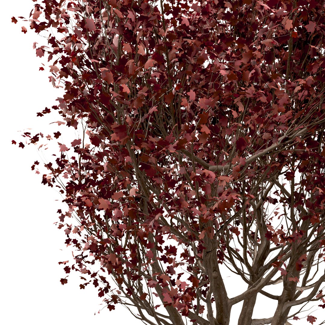 3D Set Of Red Maple Or Acer Rubrum Trees - 3 Trees - TurboSquid 1996451