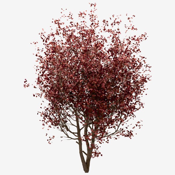 Set of Red Maple or Acer Rubrum Trees - 3 Trees 3D 모델 - TurboSquid 1996451