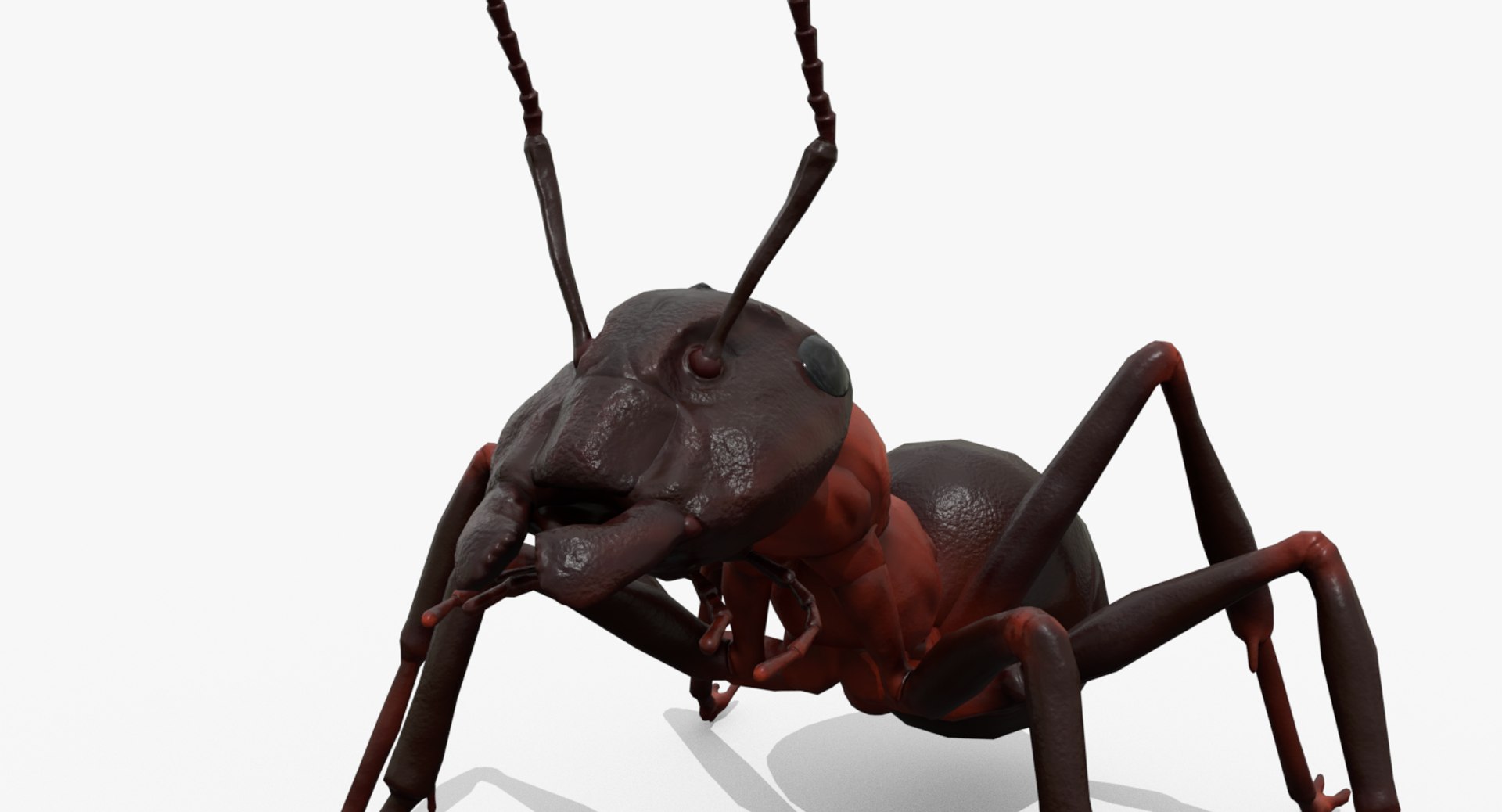 3D Model Ant - TurboSquid 1249942