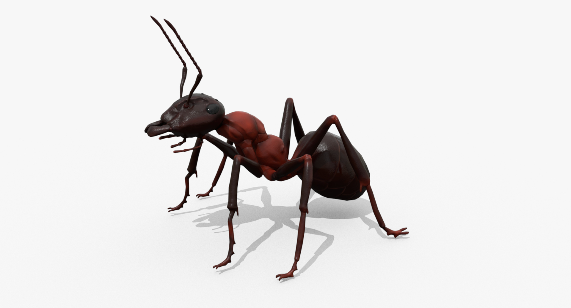 3D Model Ant - TurboSquid 1249942