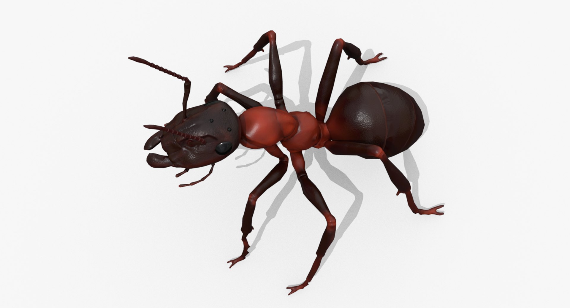 3D Model Ant - TurboSquid 1249942