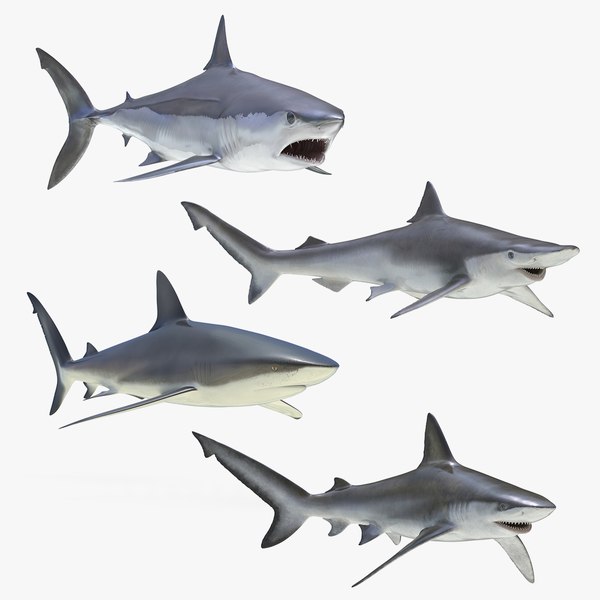 Mako Shark 3D Models for Download | TurboSquid