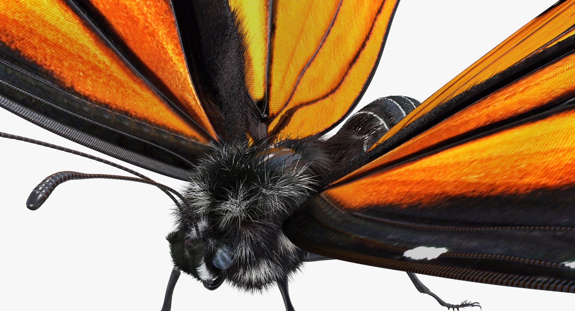 Monarch Butterfly Fur Rigged 3D Model - TurboSquid 1259024