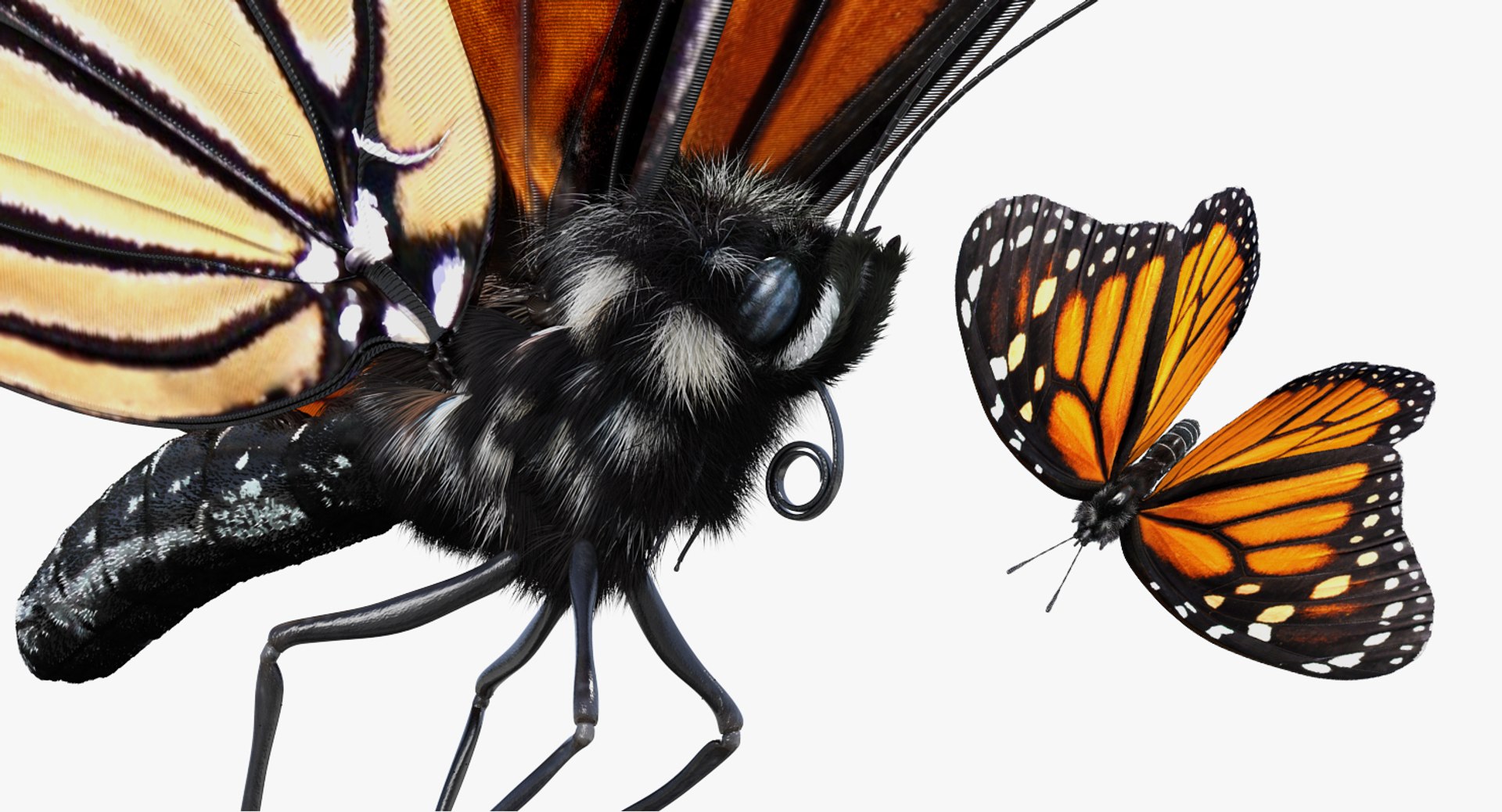 Monarch Butterfly Fur Rigged 3D Model - TurboSquid 1259024