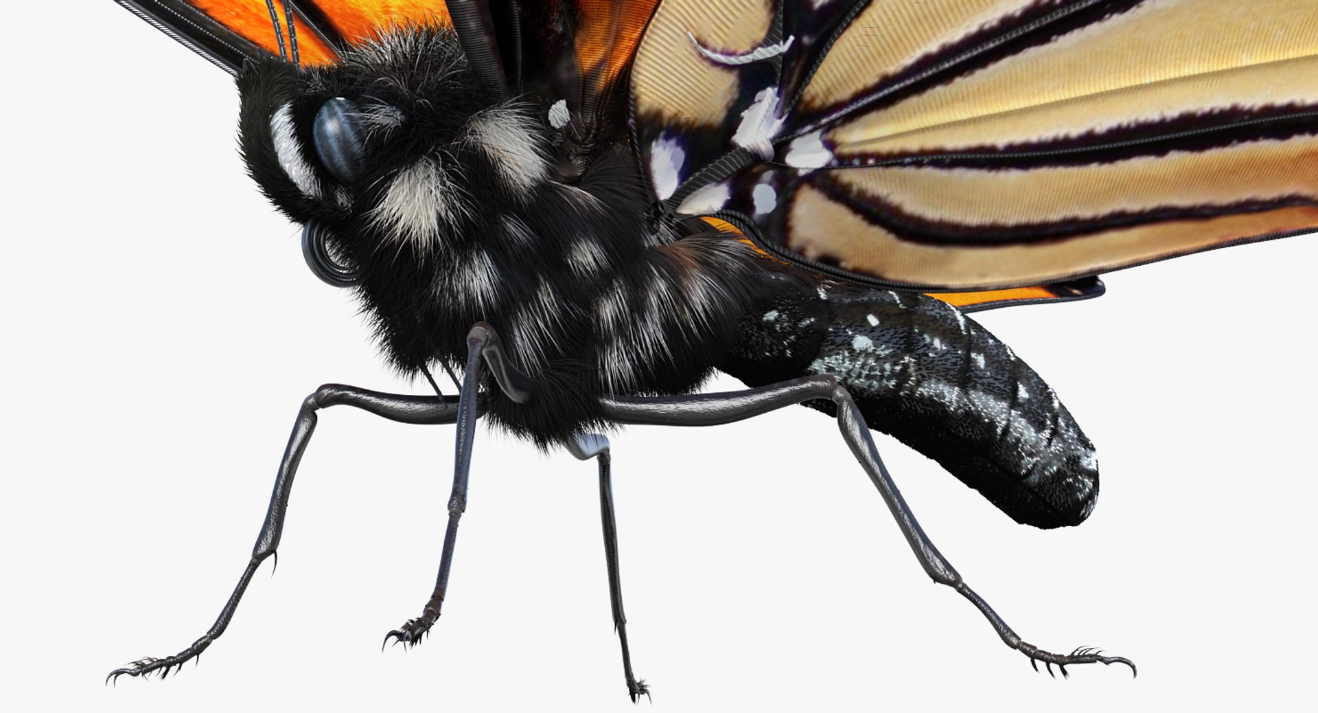 Monarch Butterfly Fur Rigged 3D Model - TurboSquid 1259024