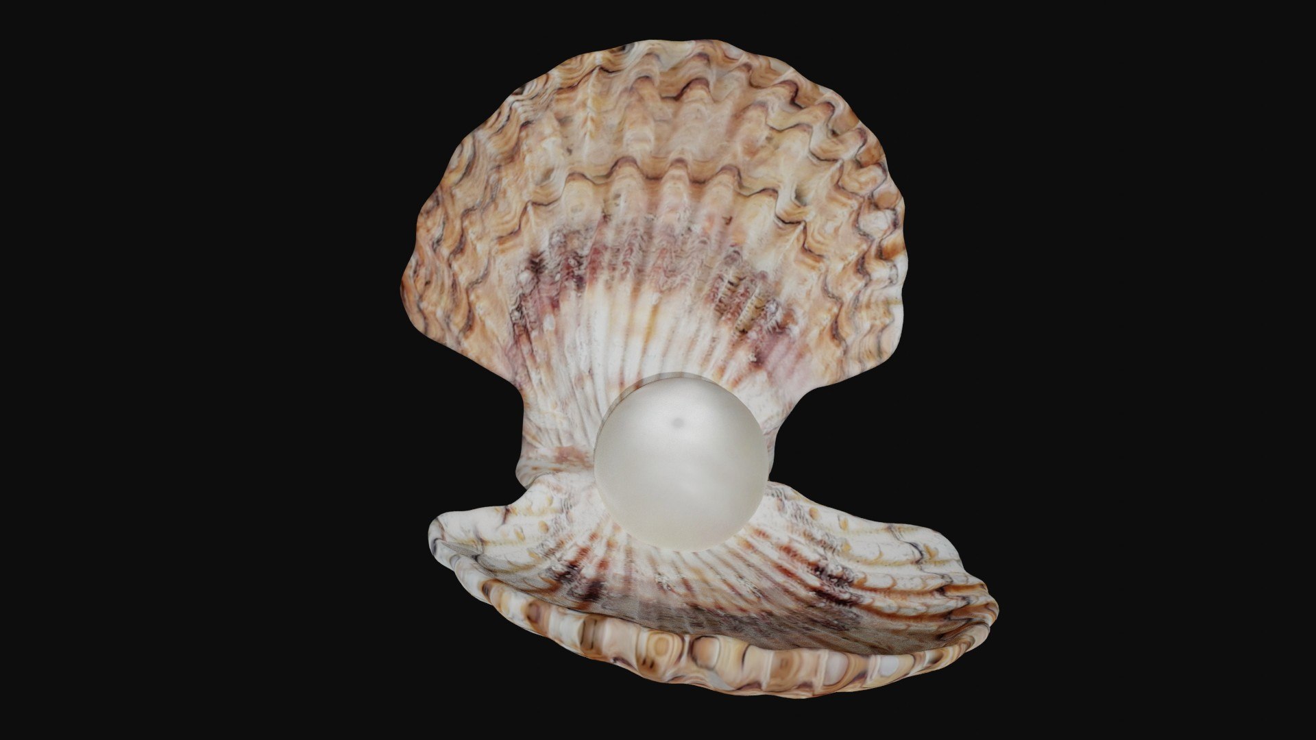Clam Shell Sea Shell 3D - TurboSquid 1757086