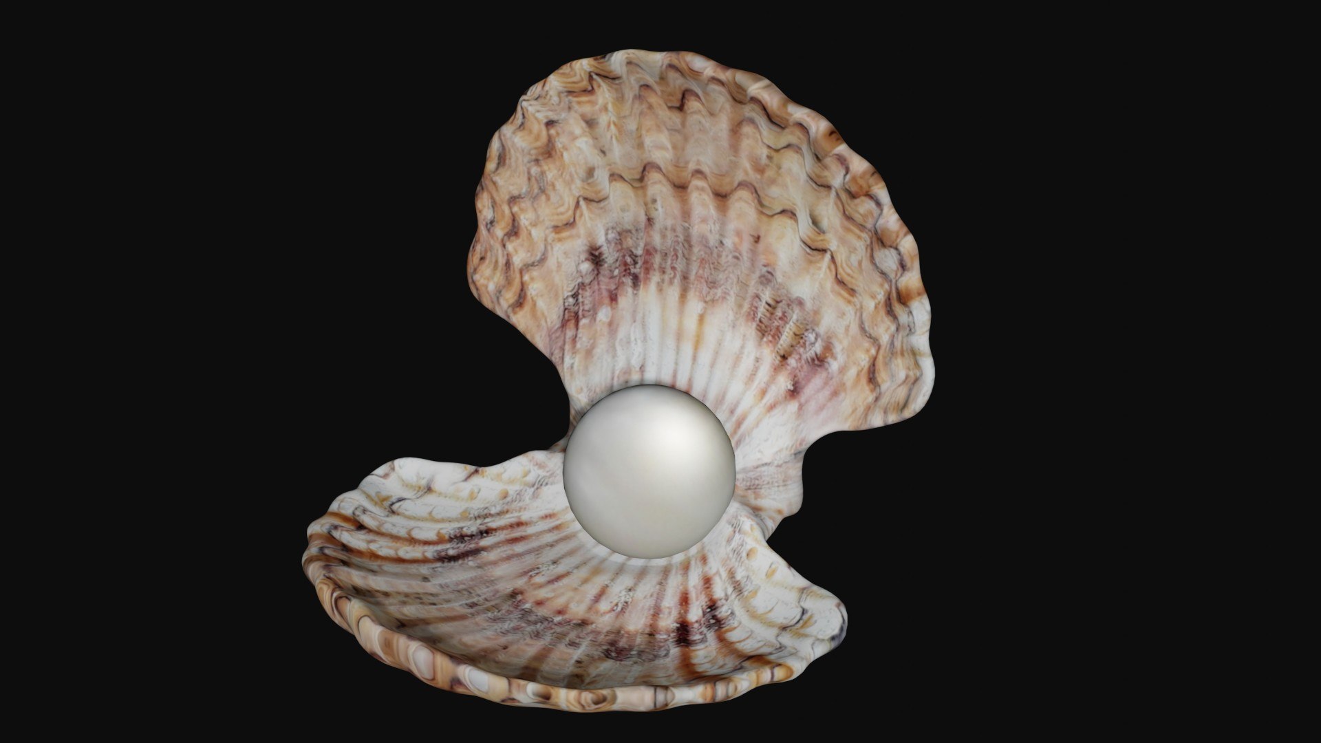 Clam Shell Sea Shell 3D - TurboSquid 1757086