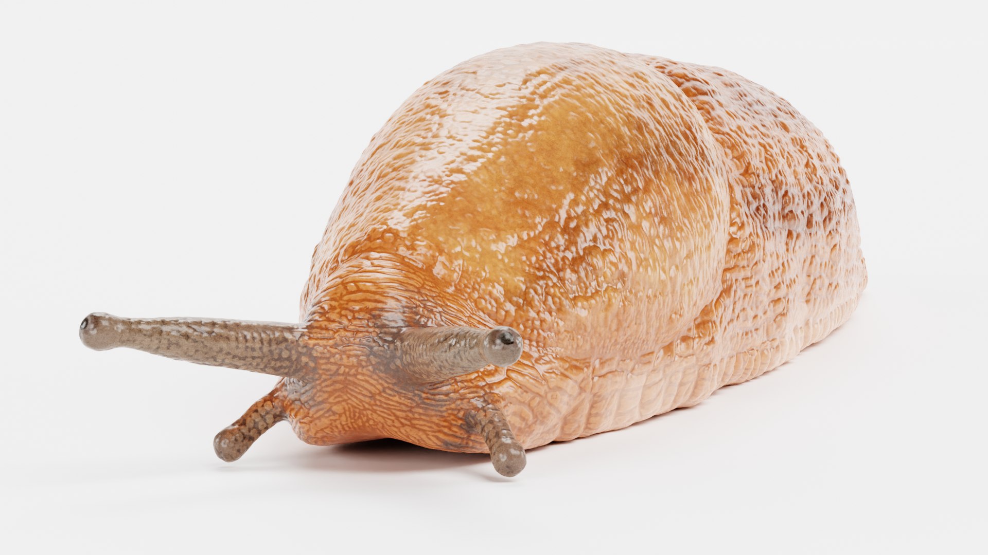 Dusky Arion 3D - TurboSquid 1672875